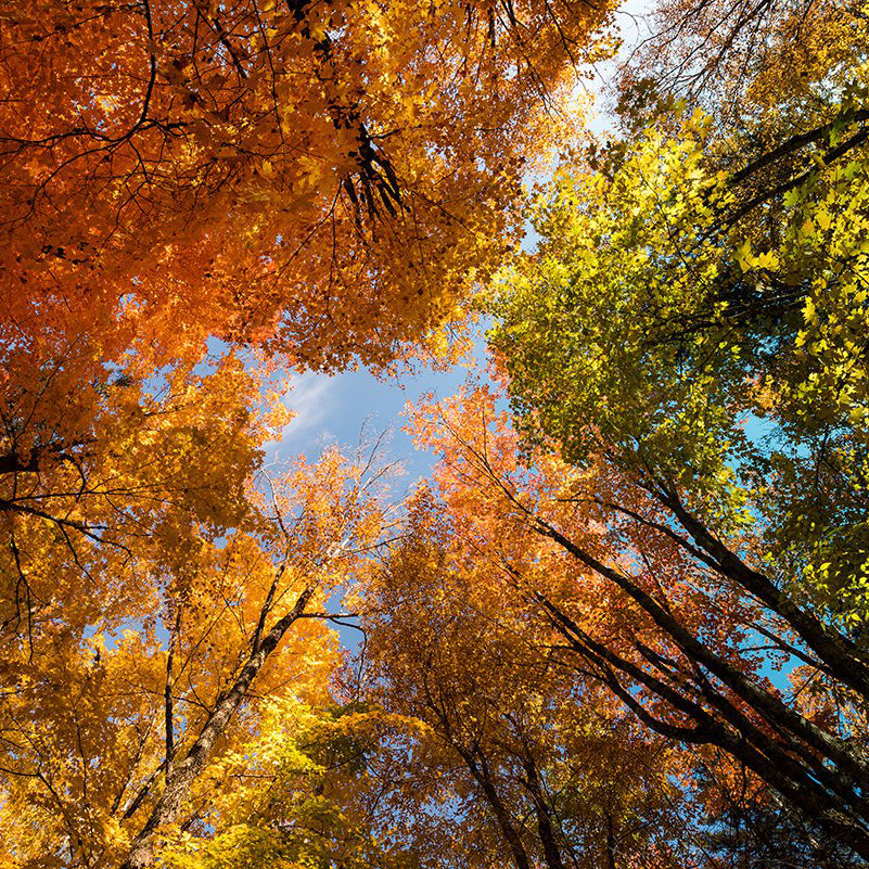 Maple Syrup Facts – Carman Brook Farm, LLC